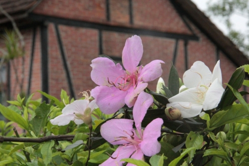 Jacatirões, cigarras e caranguejos marcam a chegada do verão em Joinville