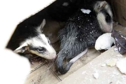 Filhotes de gambá que mamavam no corpo da mãe são resgatados em ...