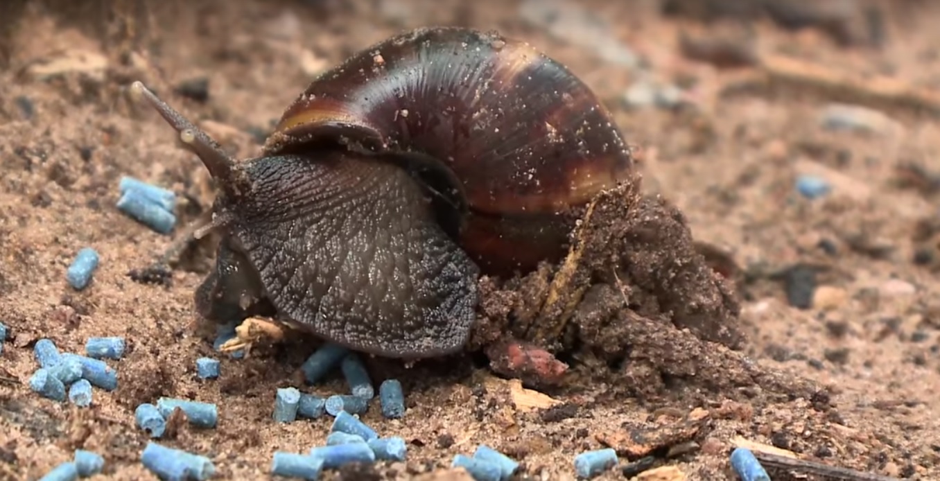 Biólogo explica riscos de doenças causadas pelo caramujo africano