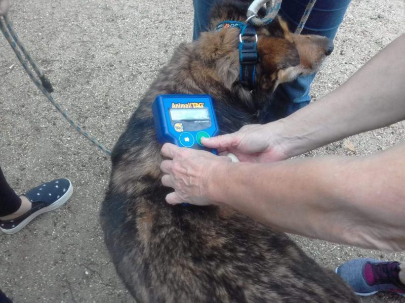 Bem-Estar Animal começa microchipagem de animais atendidos em Florianópolis