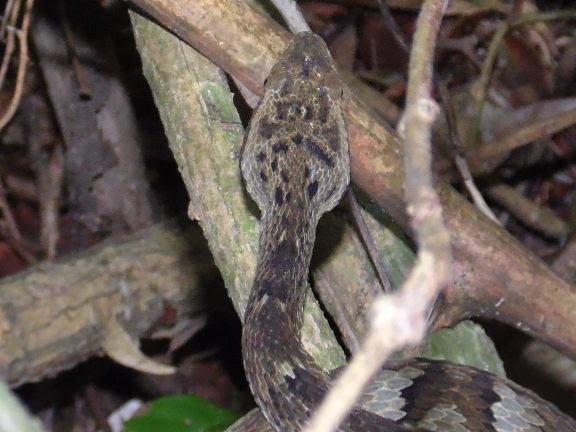 Galeria de fotos: Mata Atlântica