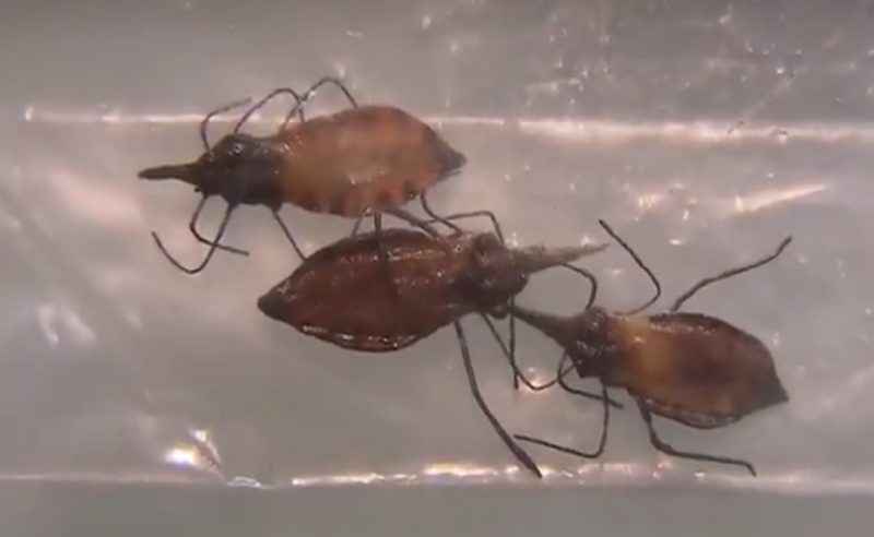 Combate à doença de Chagas terá investimento de US$ 20 milhões