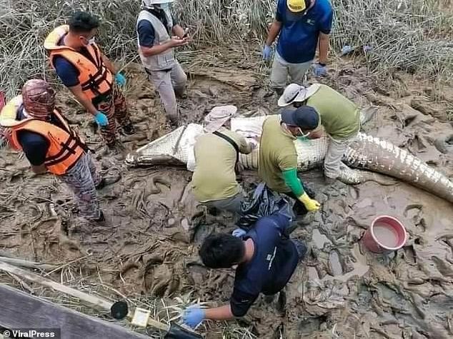 Corpo de menino é encontrado dentro de crocodilo na Malásia | ND Mais