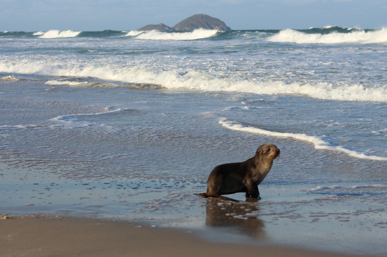Lobo-marinho é avistado na Barra da Lagoa e recolocado no mar