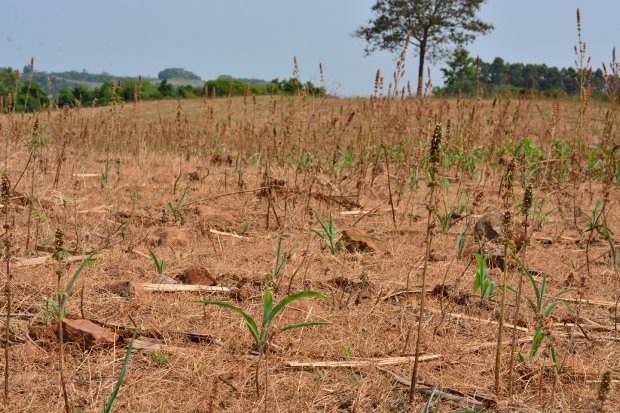 Estiagem em Santa Catarina já é a mais severa desde 2005