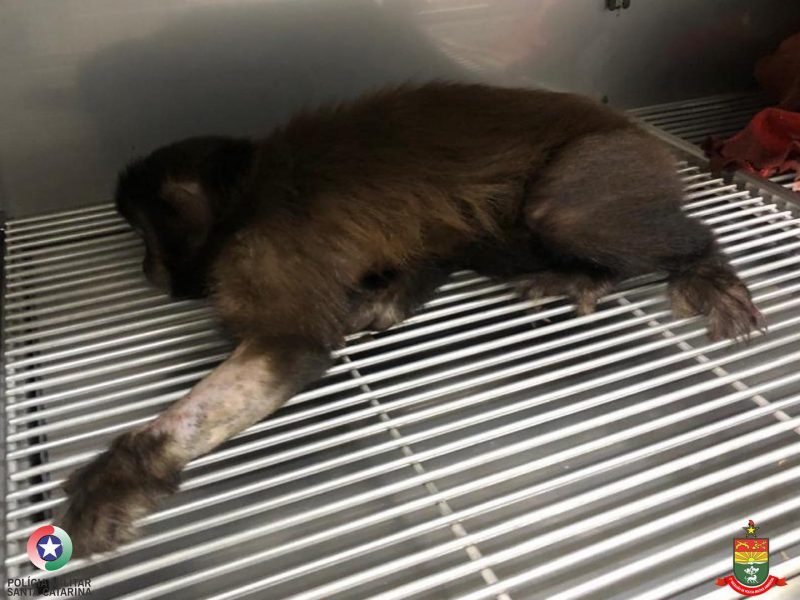 Veja fotos do macaco-prego resgatado no Extremo-Oeste de SC