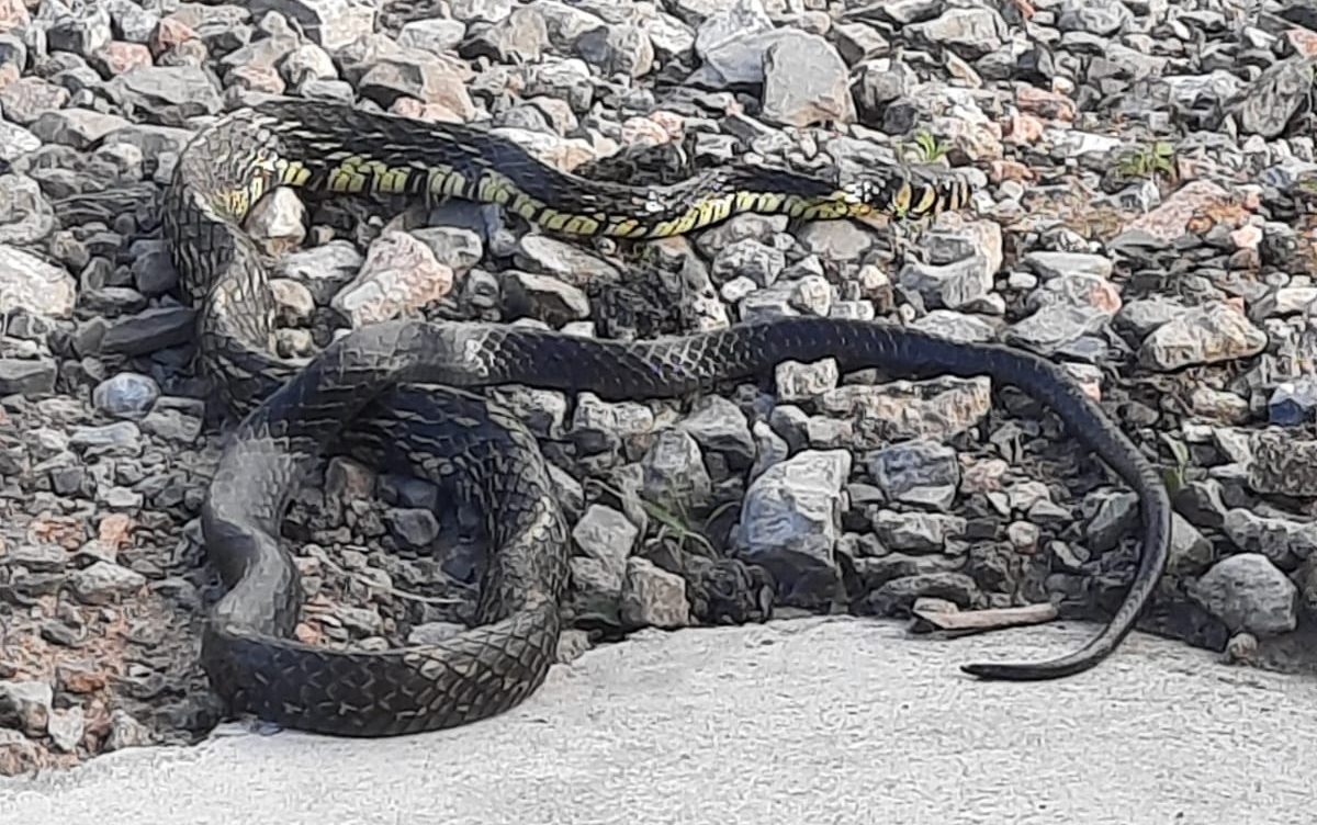 VÍDEO: Moradores encontram cobra em rua de Rio do Sul