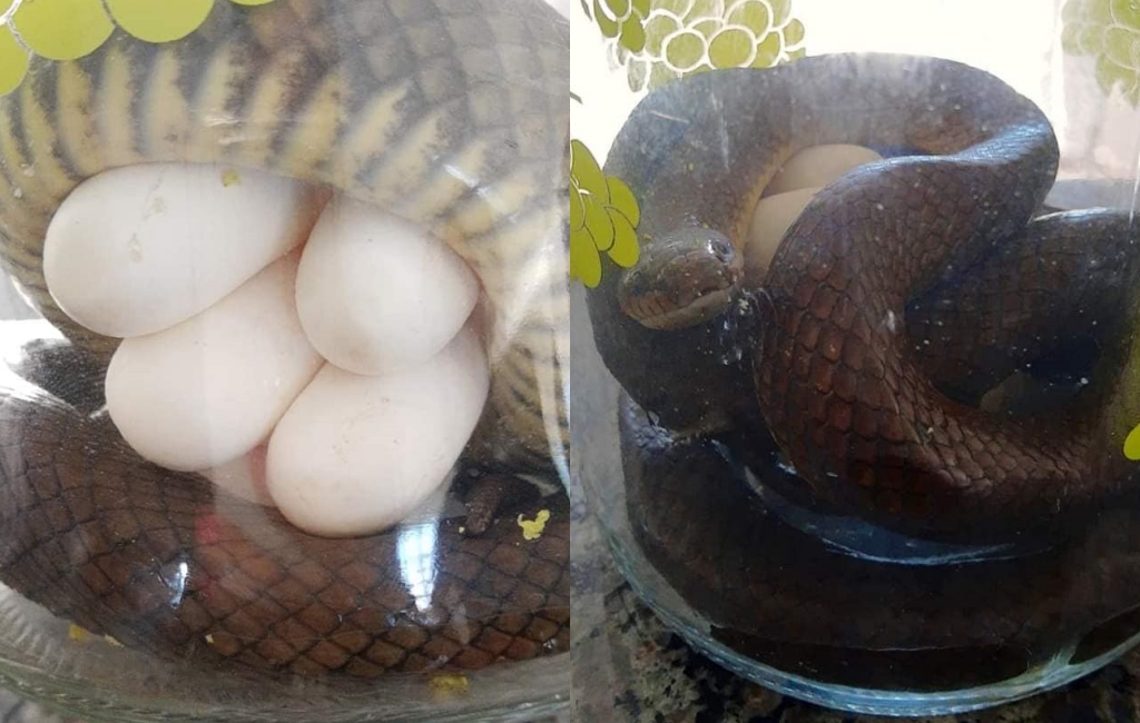 Gaúcho acha cobra papa-pinto com ninhada de ovos; veja fotos