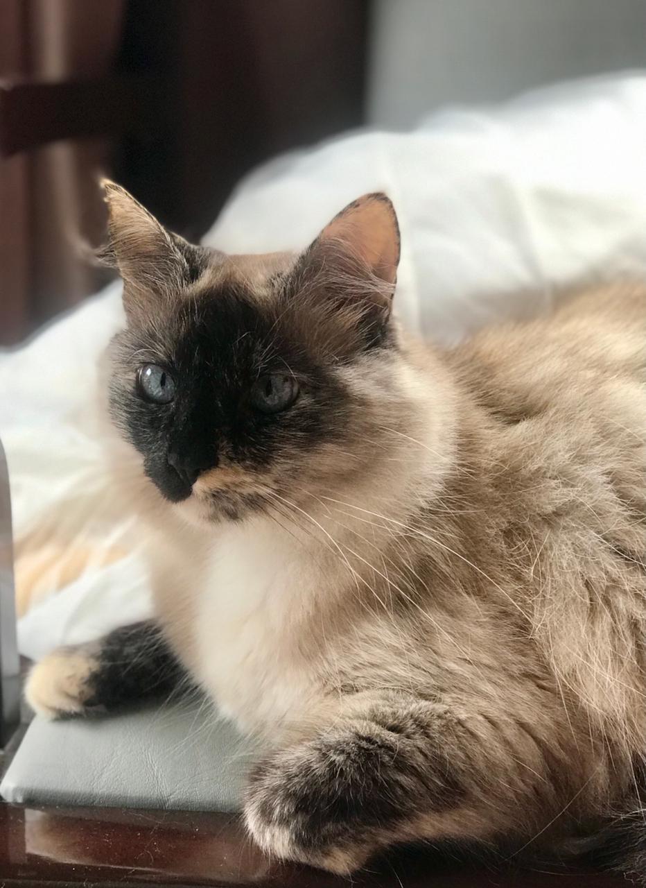 FOTOS: no Dia do Gato, conheça os "miaus" dos espectadores da NDTV Itajaí