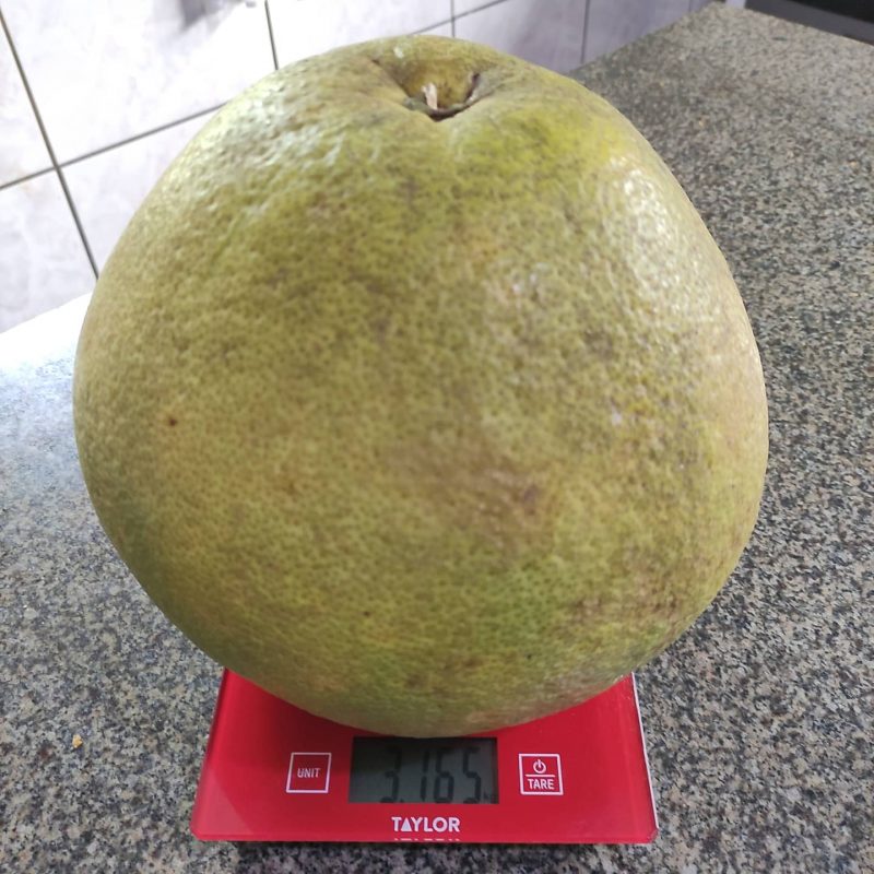Depois da ‘laranja gigante de Joinville’, entenda porque frutas crescem ...