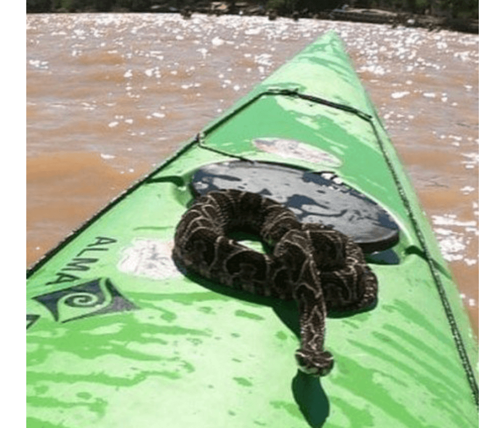 Urutu pula em cima de caiaque e assusta instrutor durante passeio