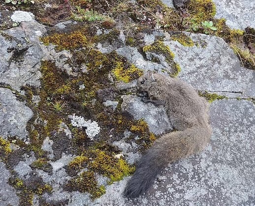 Andrew Susac Esquilos Voadores