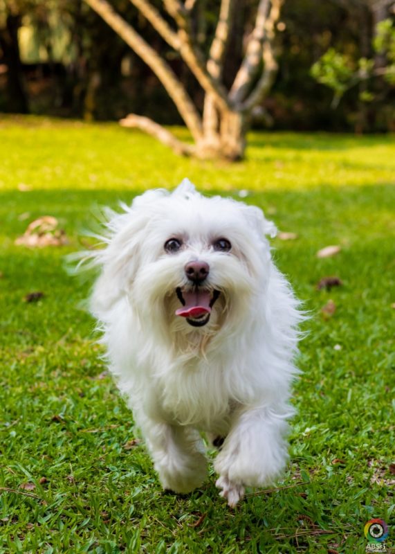 Cachorrinho e dono de SC fazem sucesso com vídeos na internet; assista