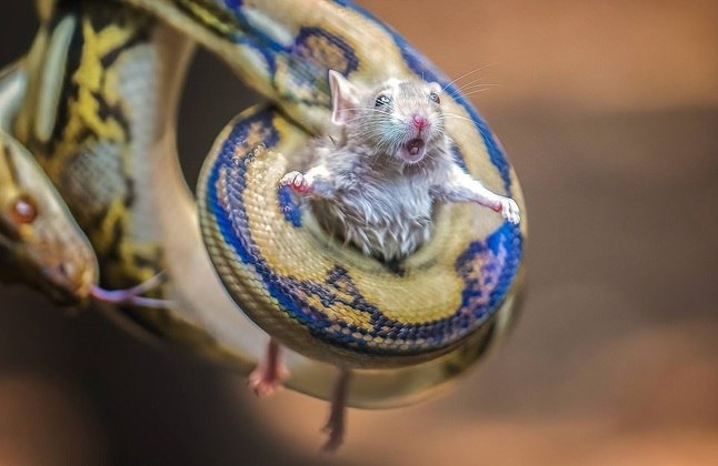 Dono de cobra registra momento exato que animal devora camundongo e ...