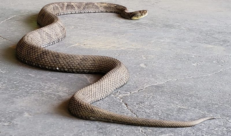 Jararaca de tamanho recorde é encontrada em Jaraguá do Sul