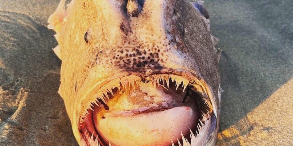 'Monstro do mar' é encontrado em praia e some misteriosamente | ND Mais