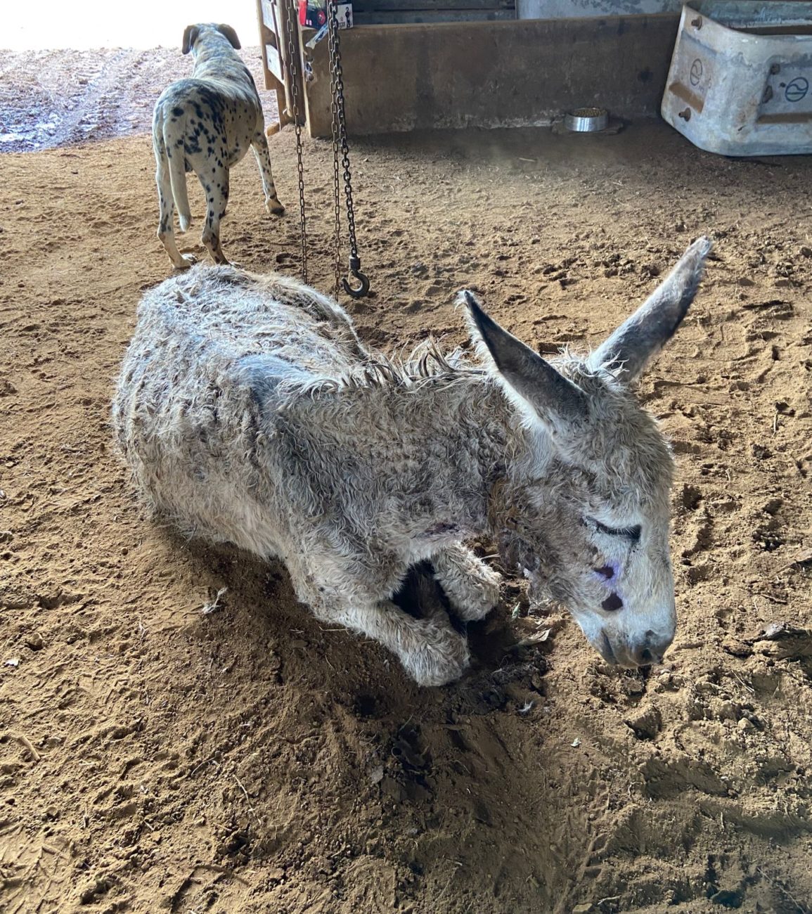 Jumenta ferida e sem andar é salva e ganha nova história em SC