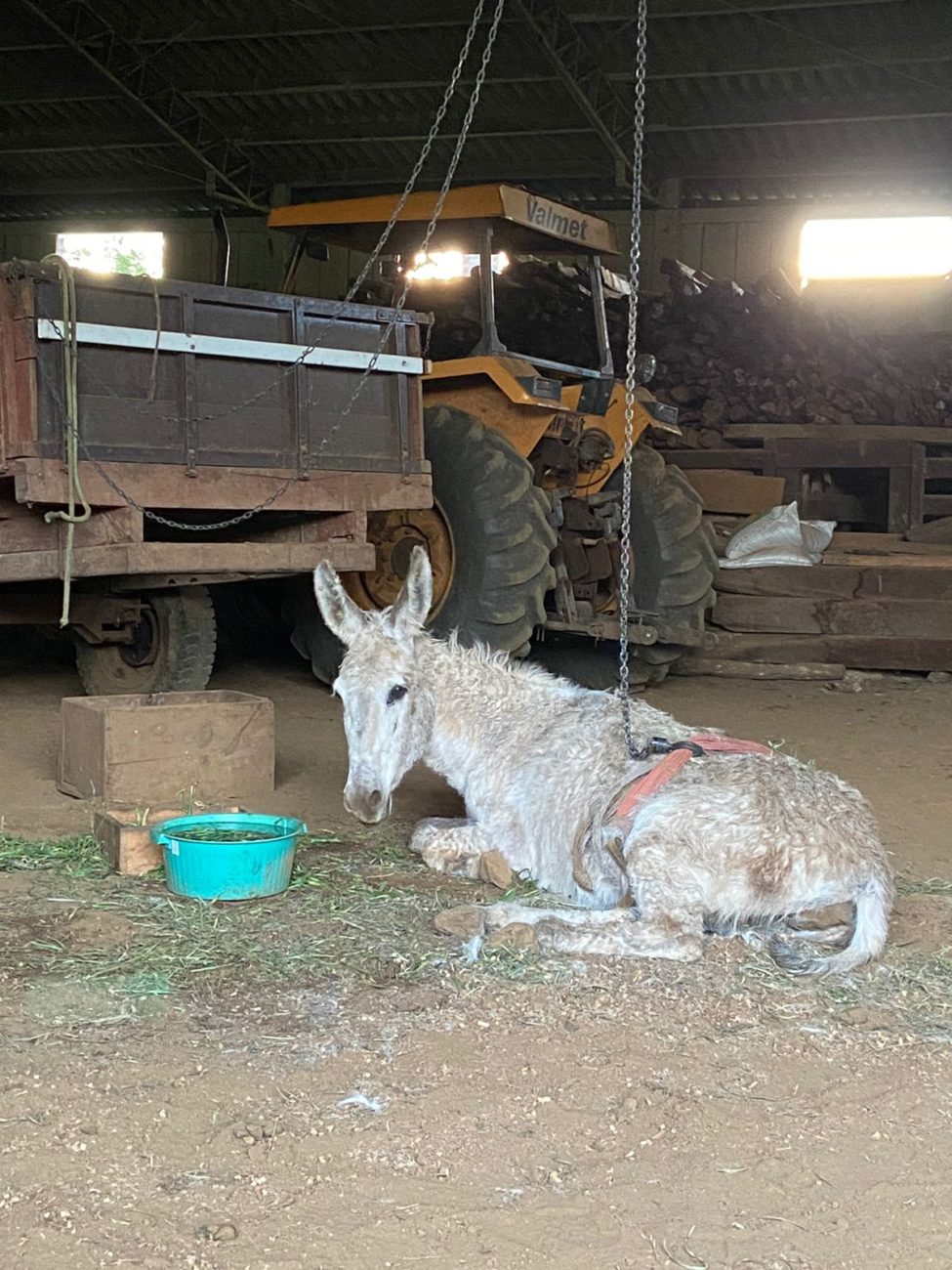 Jumenta ferida e sem andar é salva e ganha nova história em SC