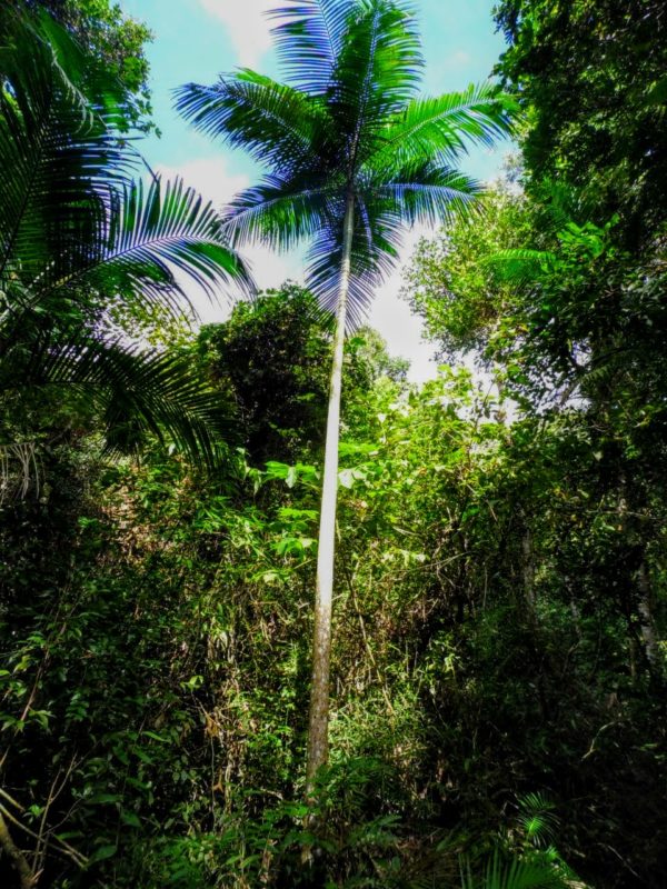 FOTOS: Espécies de árvores correm risco de extinção em Florianópolis ...