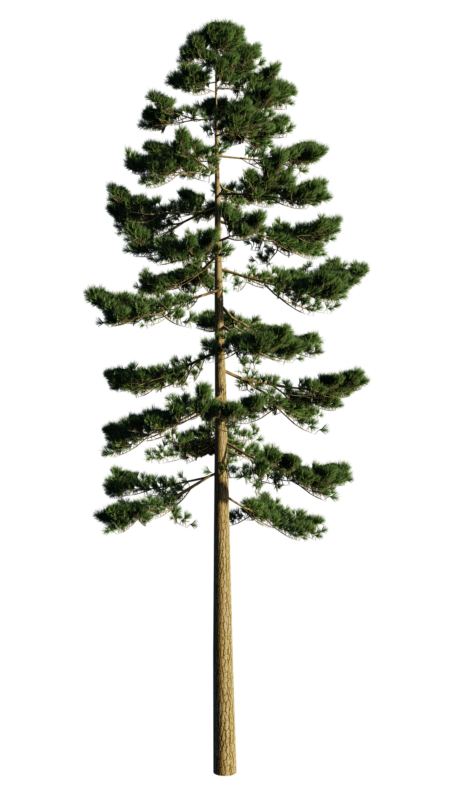 Madeira: pinus autoclavado é indicado como eco-friendly