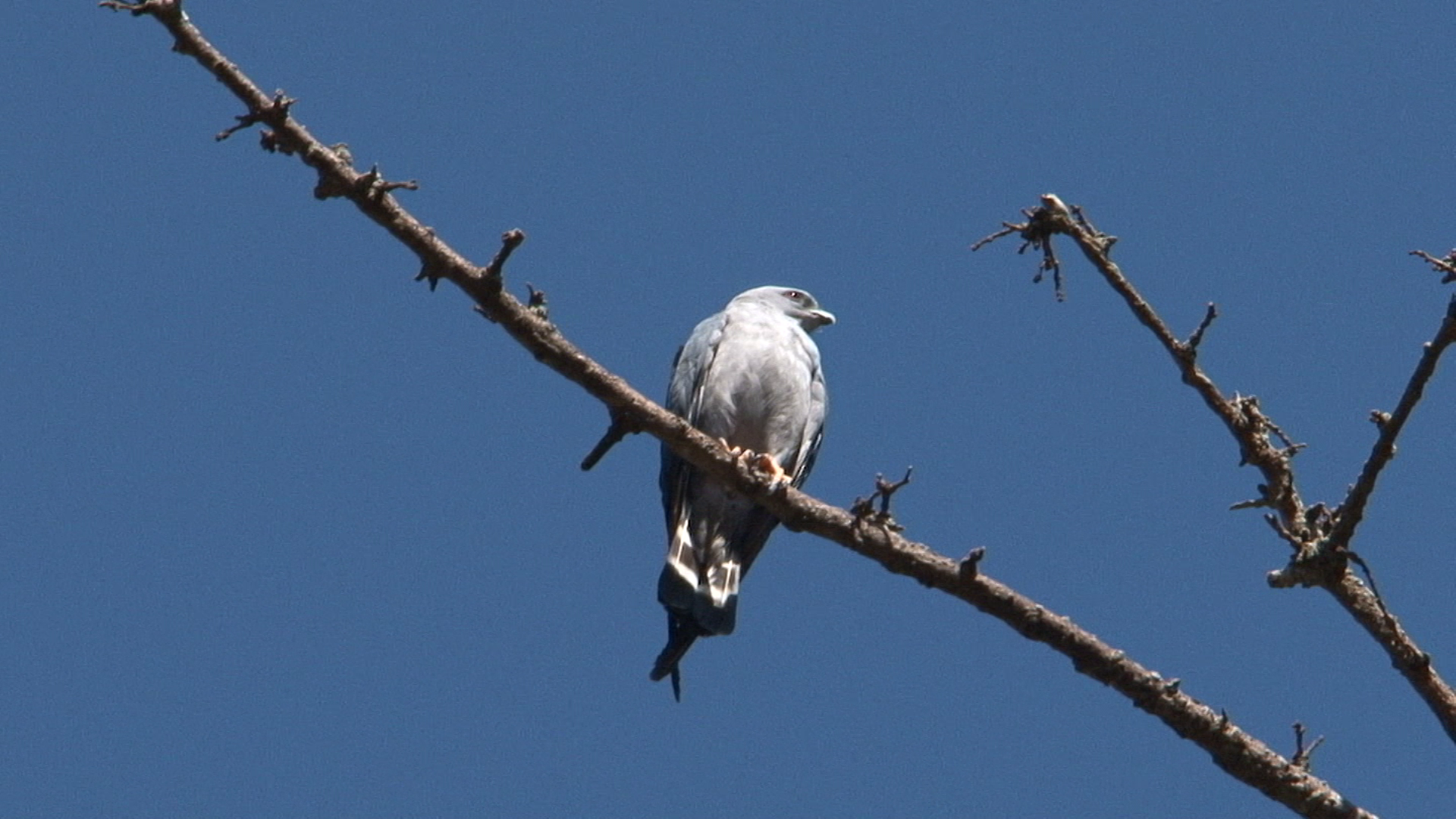 Gavião-gato é filmado rondando estação de pesquisa em Chapecó