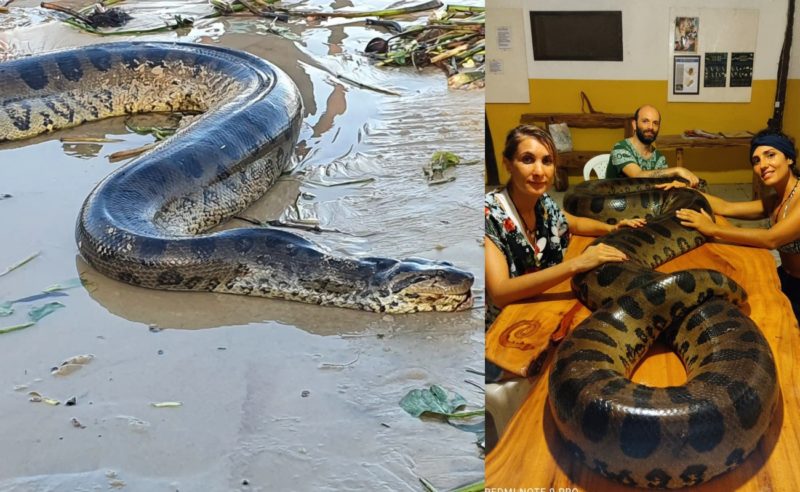 Sucuri gigante é achada em praia após enxurrada; vídeo mostra bote
