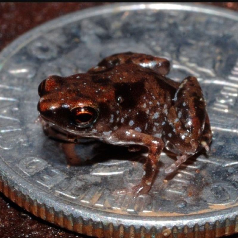 Cientistas descobrem seis das menores espécies de sapos do mundo no ...