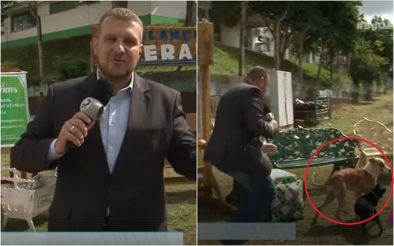 VÍDEO: Cachorro coloca jornalista de SC em 'saia justa' ao vivo; 'você ...