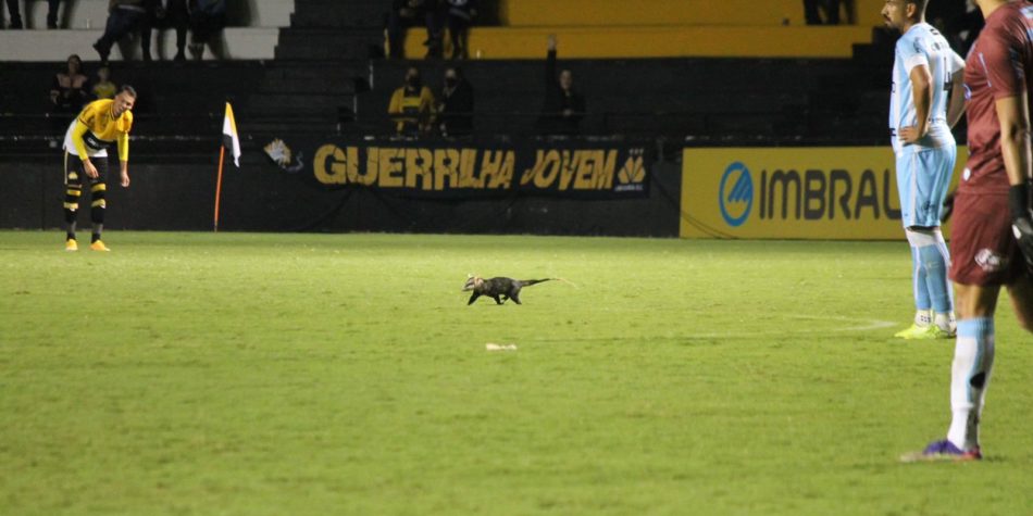 Gambá no campo é motivo de estudo em Universidade no Sul do Estado | ND ...