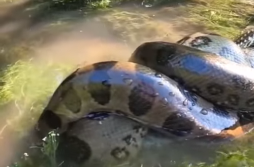 VÍDEO: Jacaré vira refeição após receber 'abraço mortal' de sucuri