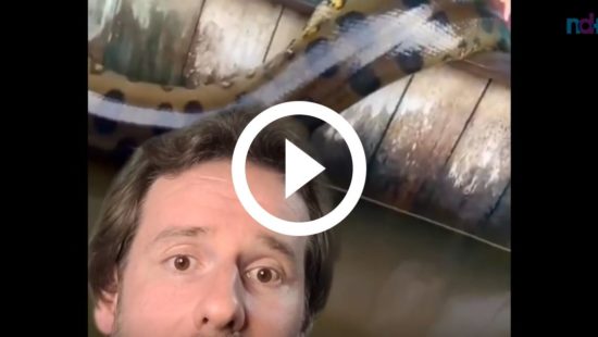 Vídeo raro mostra sucuri gigante no meio da soneca Vídeo raro mostra sucuri gigante no meio da soneca
