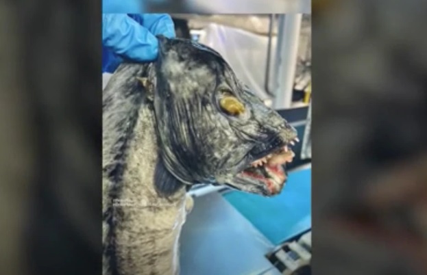 Pescador captura peixe assustador no oceano profundo e detalhes chocam ...