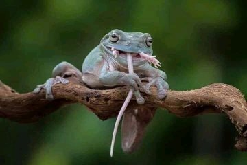 Rato inocente tenta fazer carinho em perereca, mas leva a pior