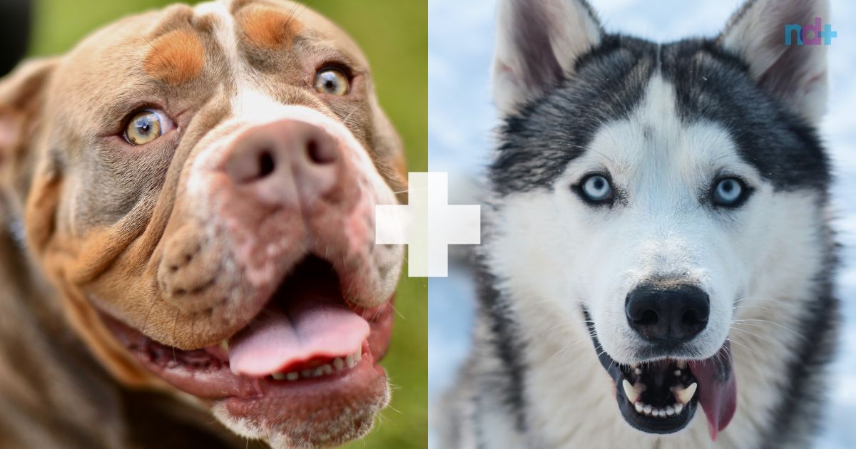 Mistura De Lobo Pitbull