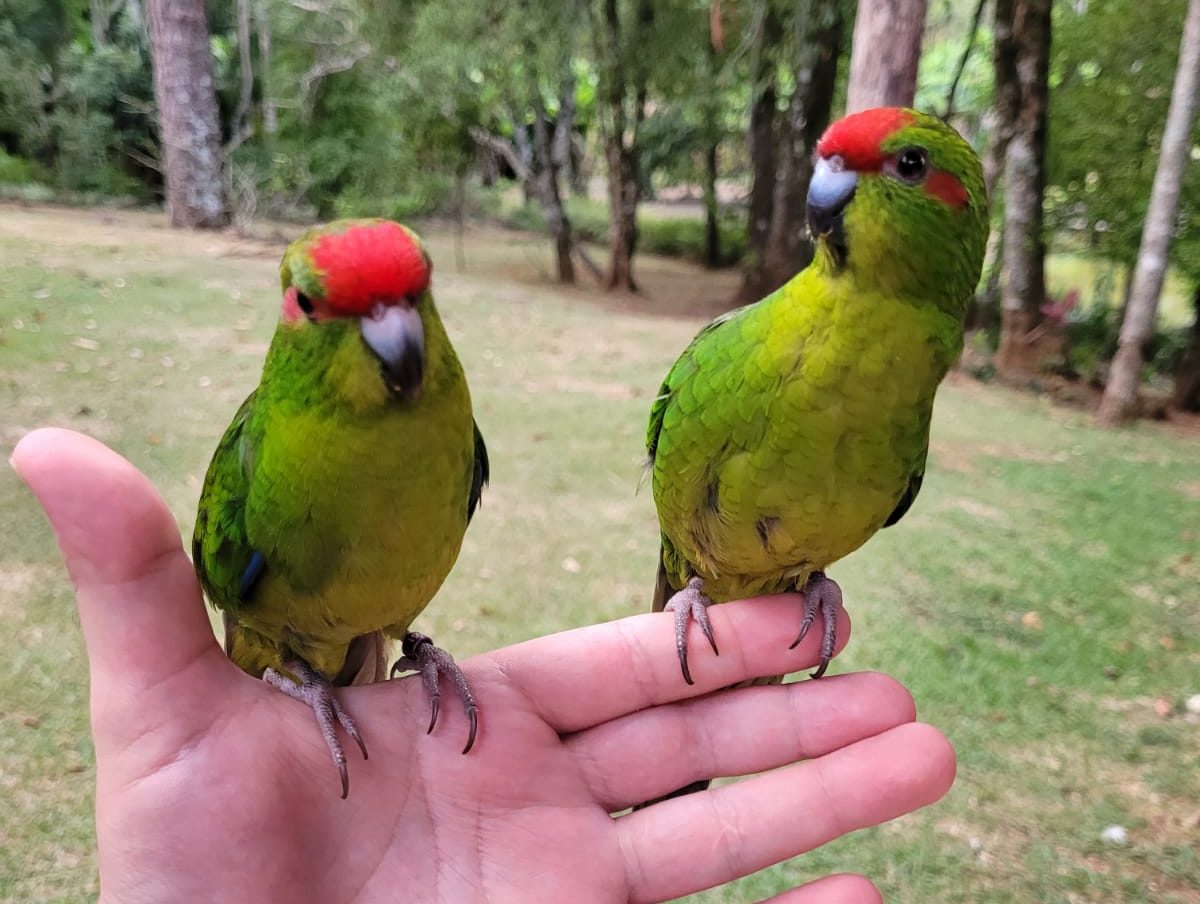 Ave rara no Brasil está em exposição em feira de Chapecó