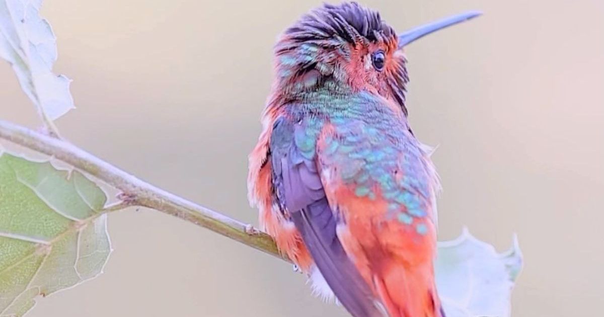 'Ficou camuflado': foto de urutau confunde internautas