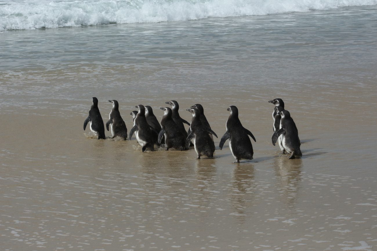 VÍDEO: Veja o momento em que 18 pinguins retornam ao mar em praia de ...