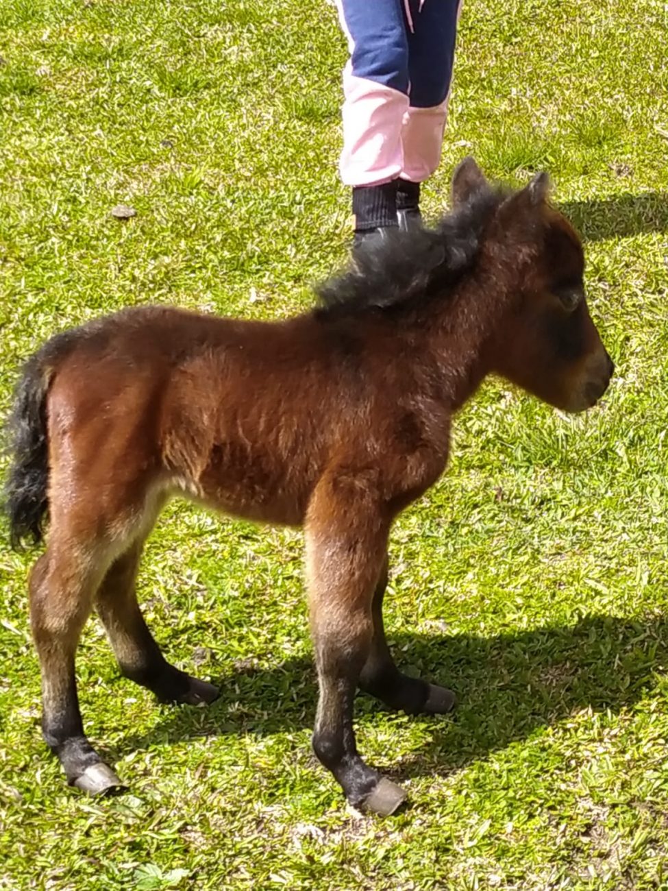 Pousada em Rio Rufino registra nascimento de mini pônei: 'é como nosso ...