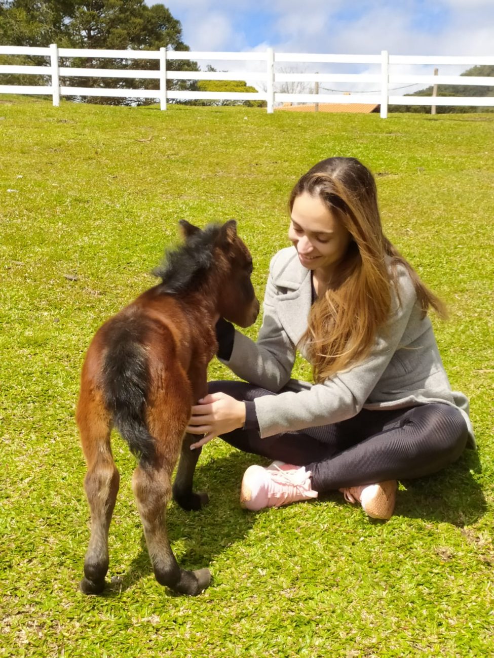 Pousada em Rio Rufino registra nascimento de mini pônei: 'é como nosso ...