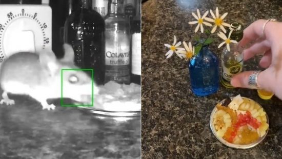 Criança de 11 anos morre após mordida de rato silvestre em Urubici