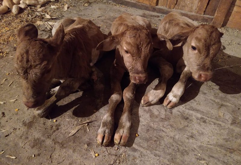 Minivaca protagoniza cena rara no interior de SC; VÍDEO