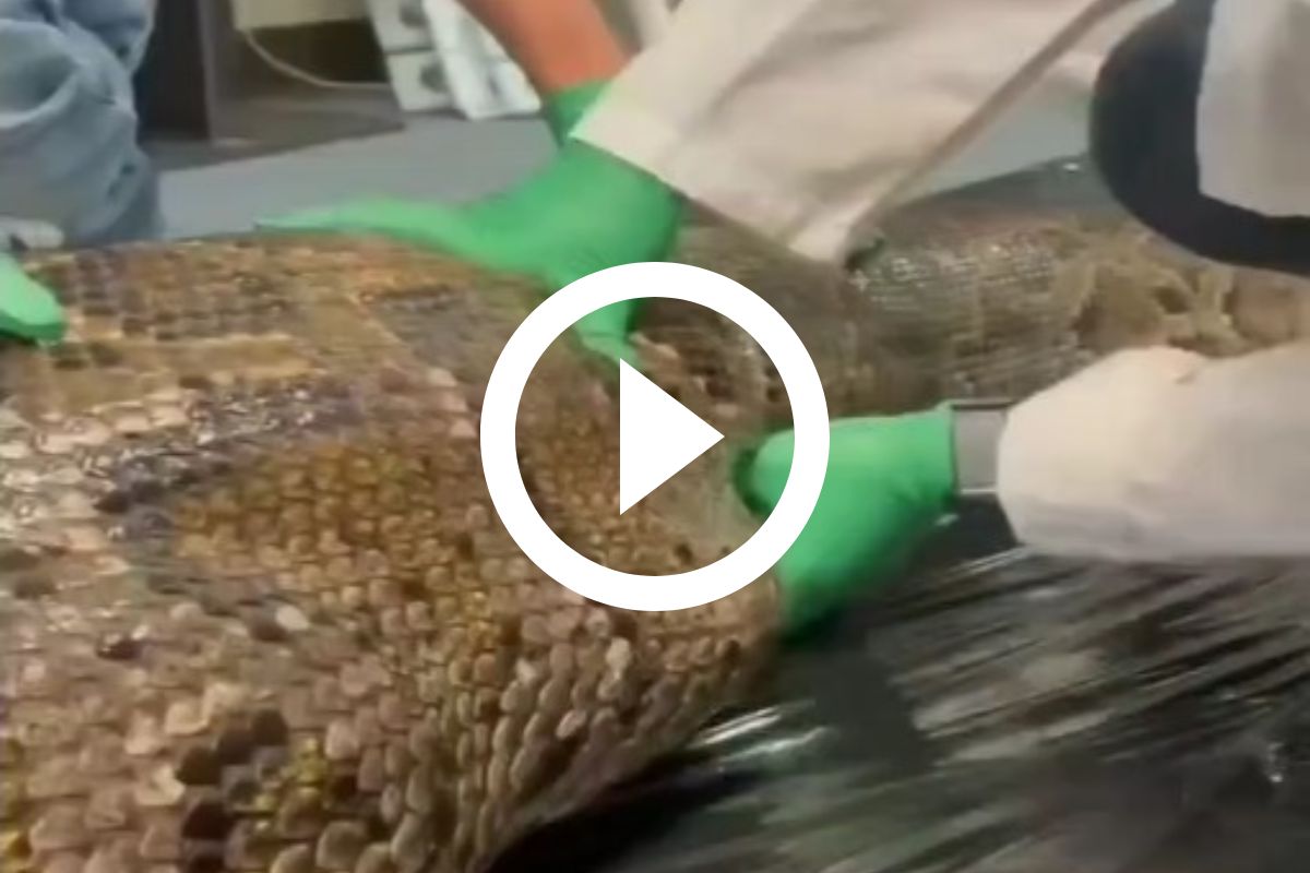 Piton Reticulada Comendo Jacare Malayopython Reticulatus Wikipedia,