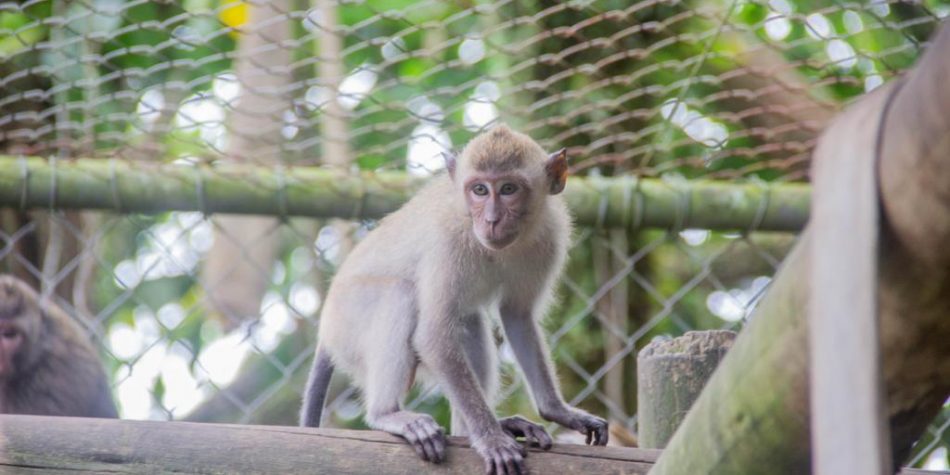 Filhote de macaco rejeitado pelos pais ganha nova família em zoo de ...