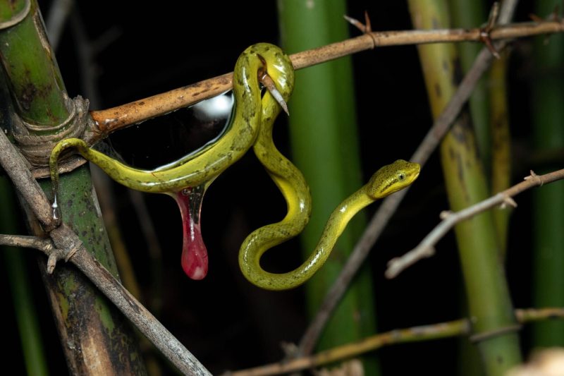 Fotos surpreendentes mostram o nascimento do filhote de víbora