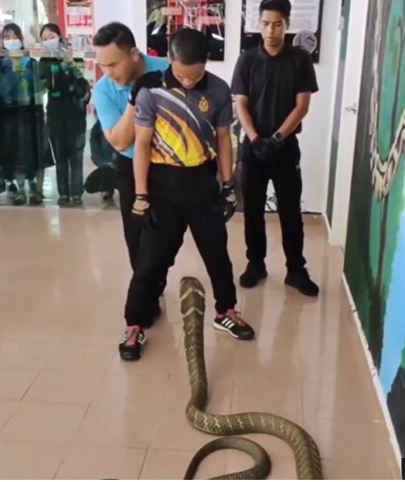 VÍDEO: 'Se liga no bote', diz biólogo sobre serpente rei que ataca ...