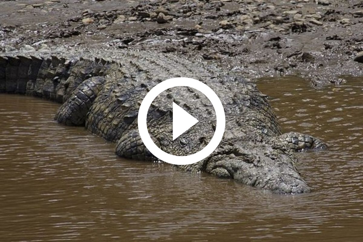 Crocodilo Gigante Do Nilo Gustave CROCODILO DO NILO, UM PREDADOR