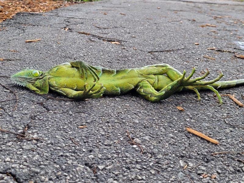 VÍDEO: Descubra por que está chovendo iguanas congeladas que 'ressuscitam' nos EUA
