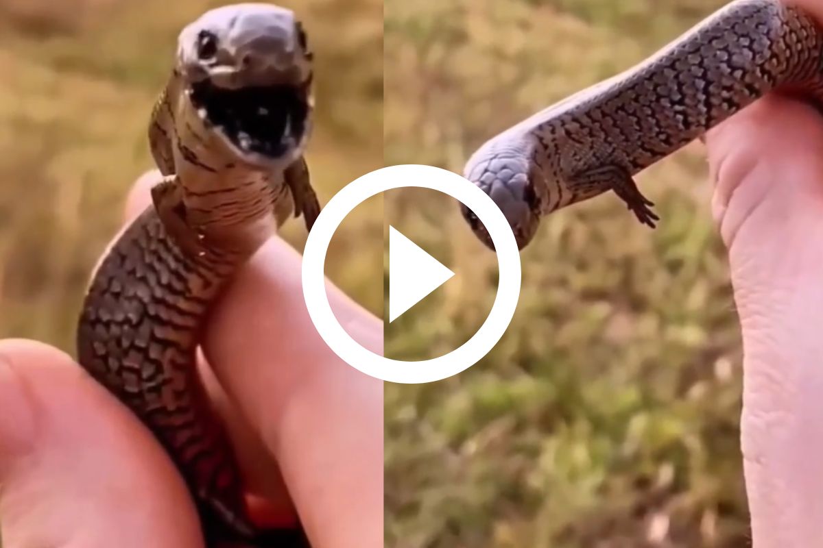 Cobra De Quatro Patas Cobra Liga | Espécies De Répteis | Zooplus