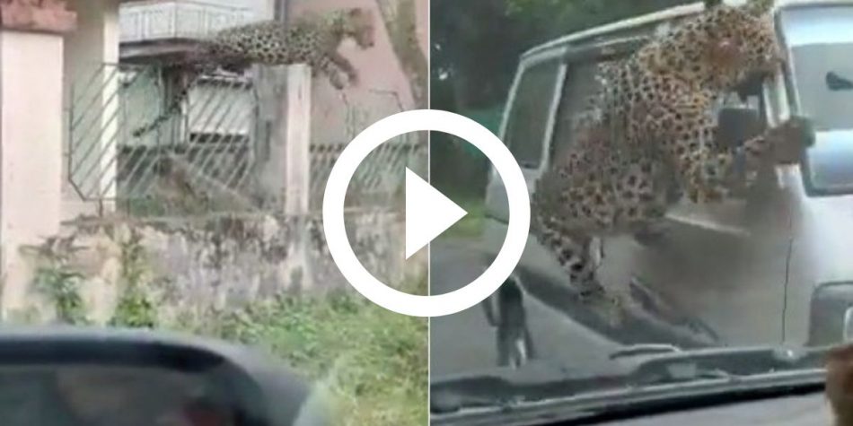 VÍDEO: Leopardo assusta cidade após atacar 13 pessoas; imagens mostram ...