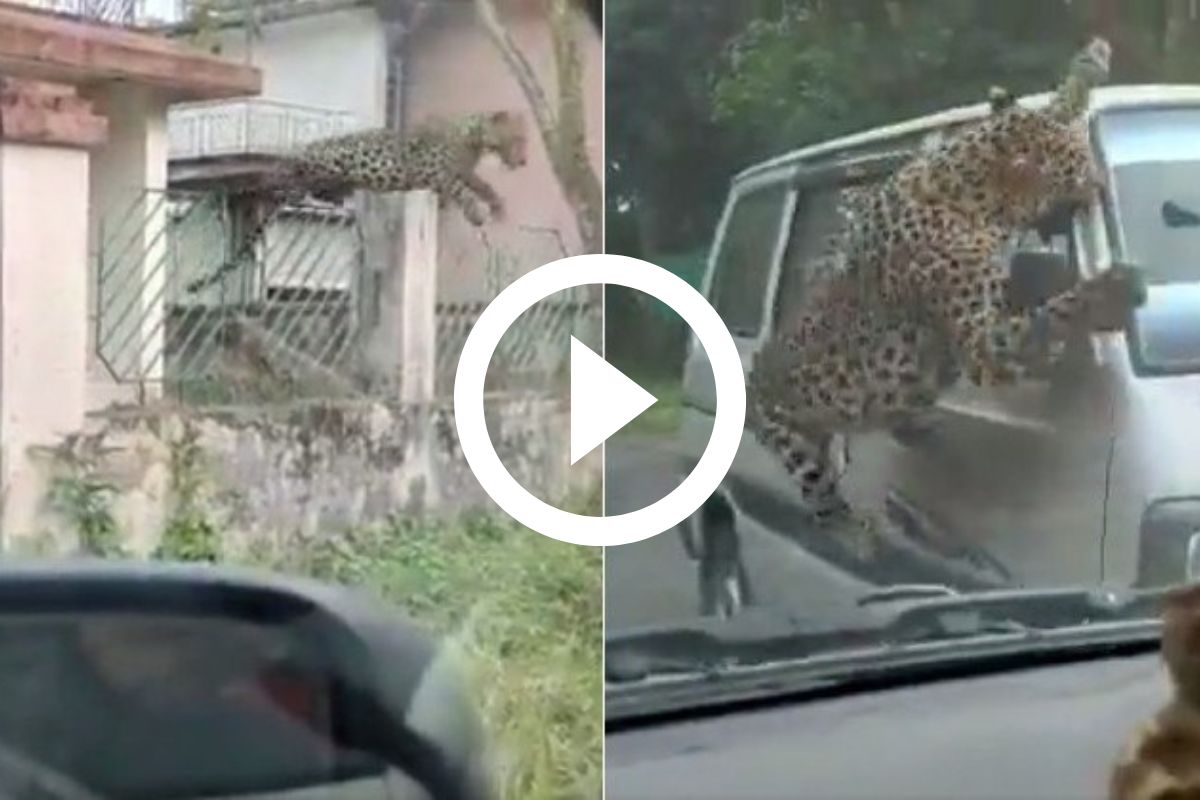 VÍDEO: Leopardo assusta cidade após atacar 13 pessoas; imagens mostram ...